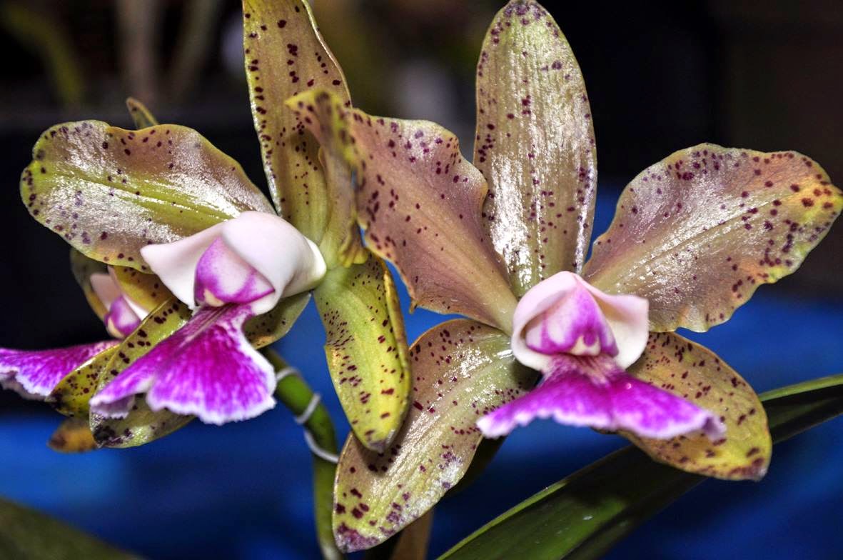 Quimera Post: Flores