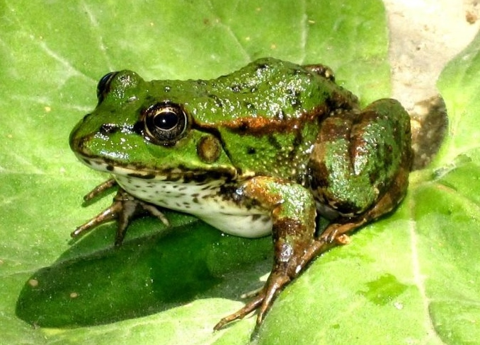 Ερπετά και αμφίβια της Κύπρου - Reptiles and amphibians of Cyprus by ...