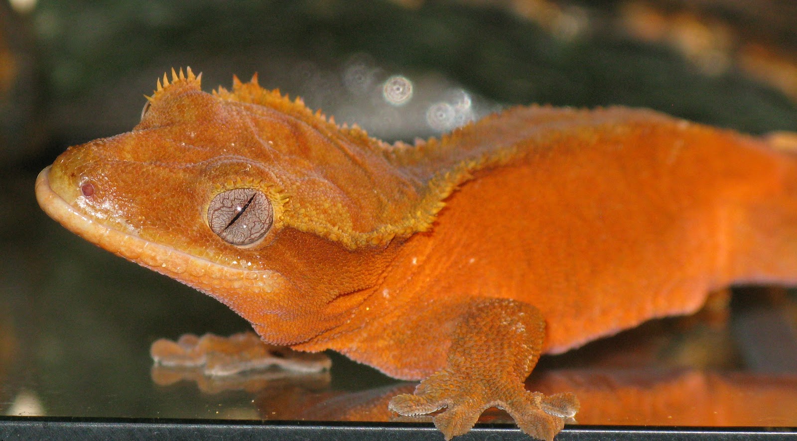 BALLSEYE'S BOOMERS: Crested Gecko With Pronounced Underbite