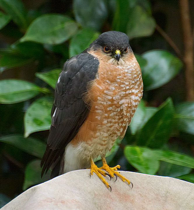 Hawk Identification Tips from every angle (Sharpie vs Cooper and Red ...