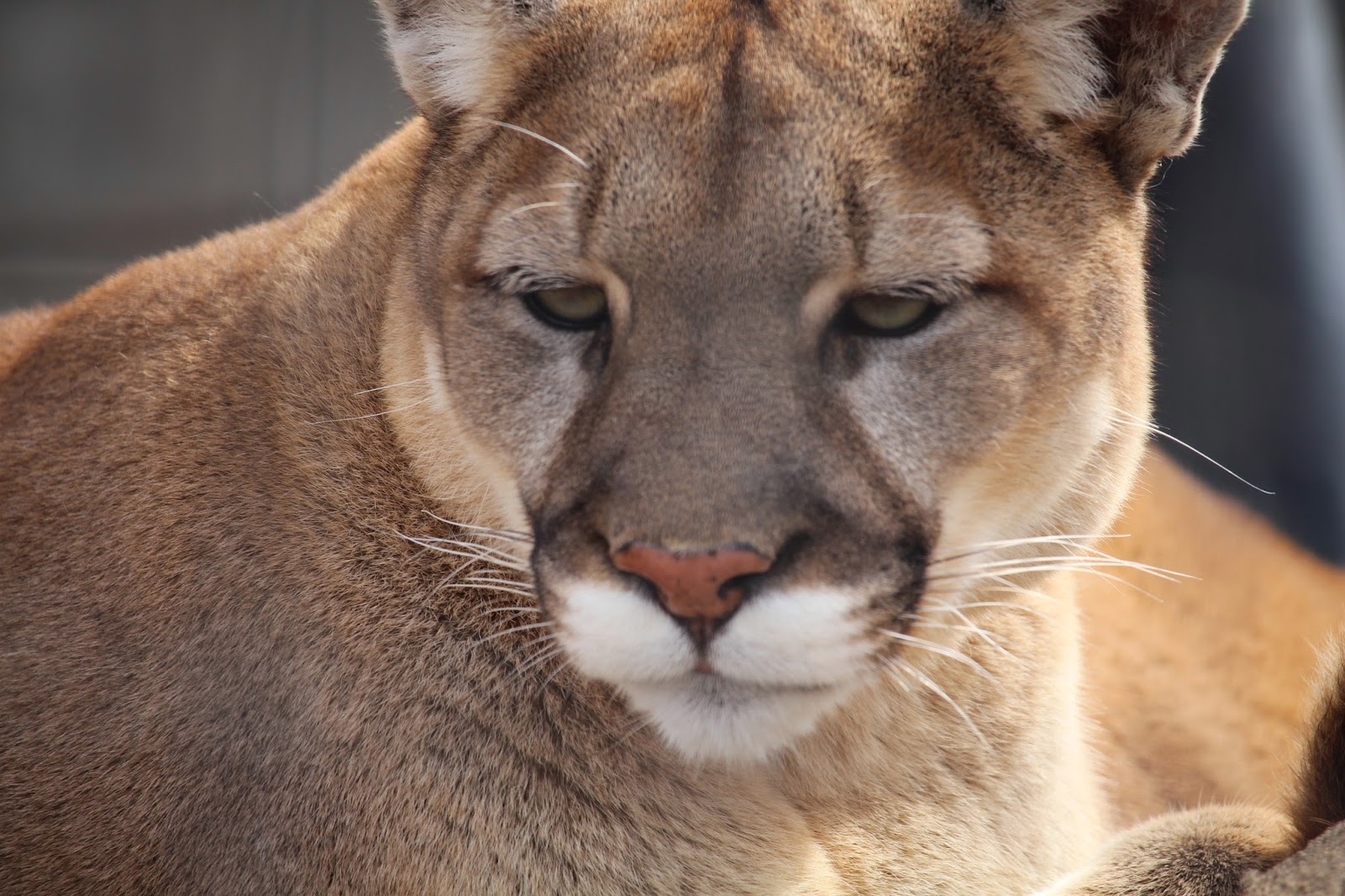 Em's Photos : Animals at the Zoo