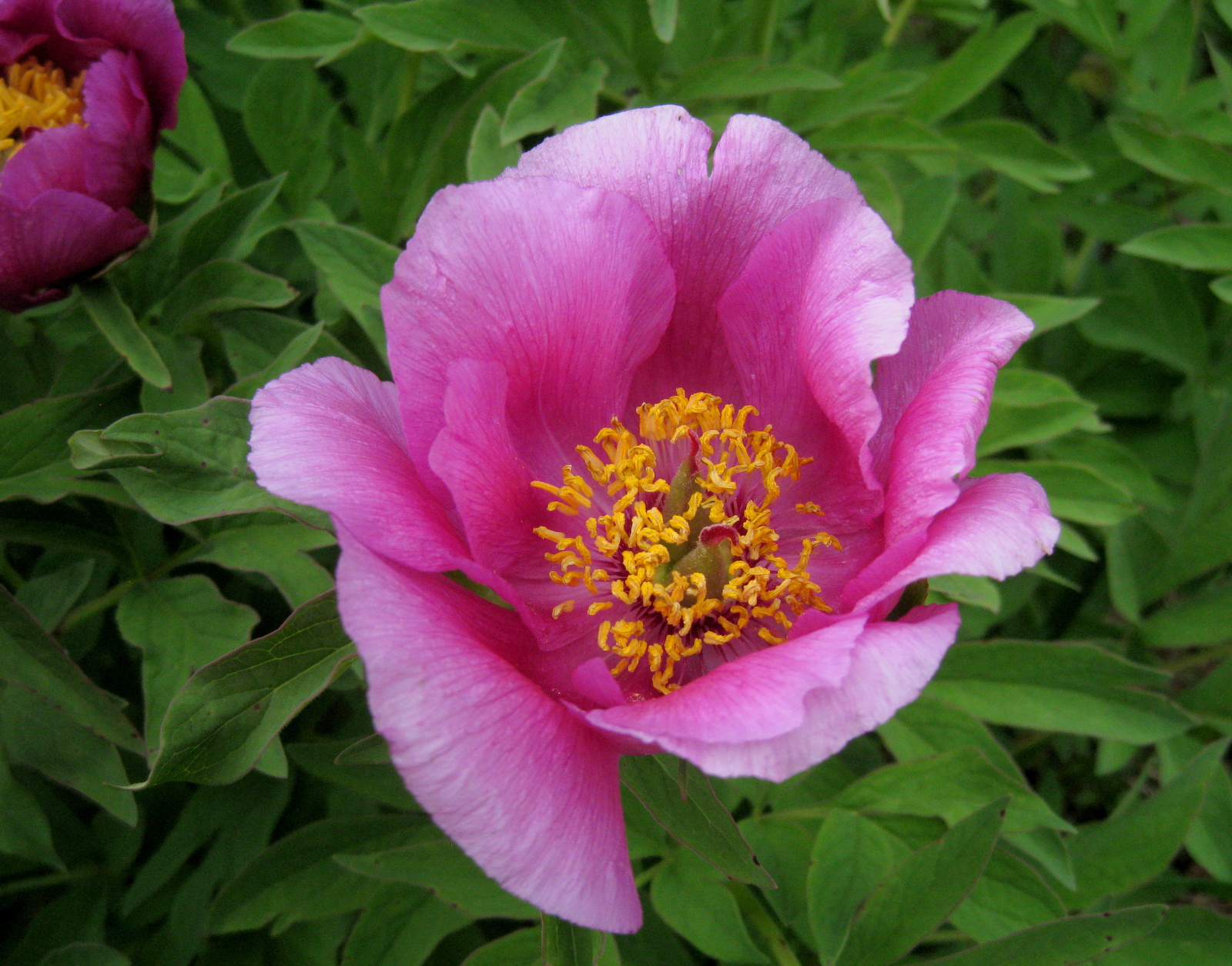 Arrowhead Alpines Blog