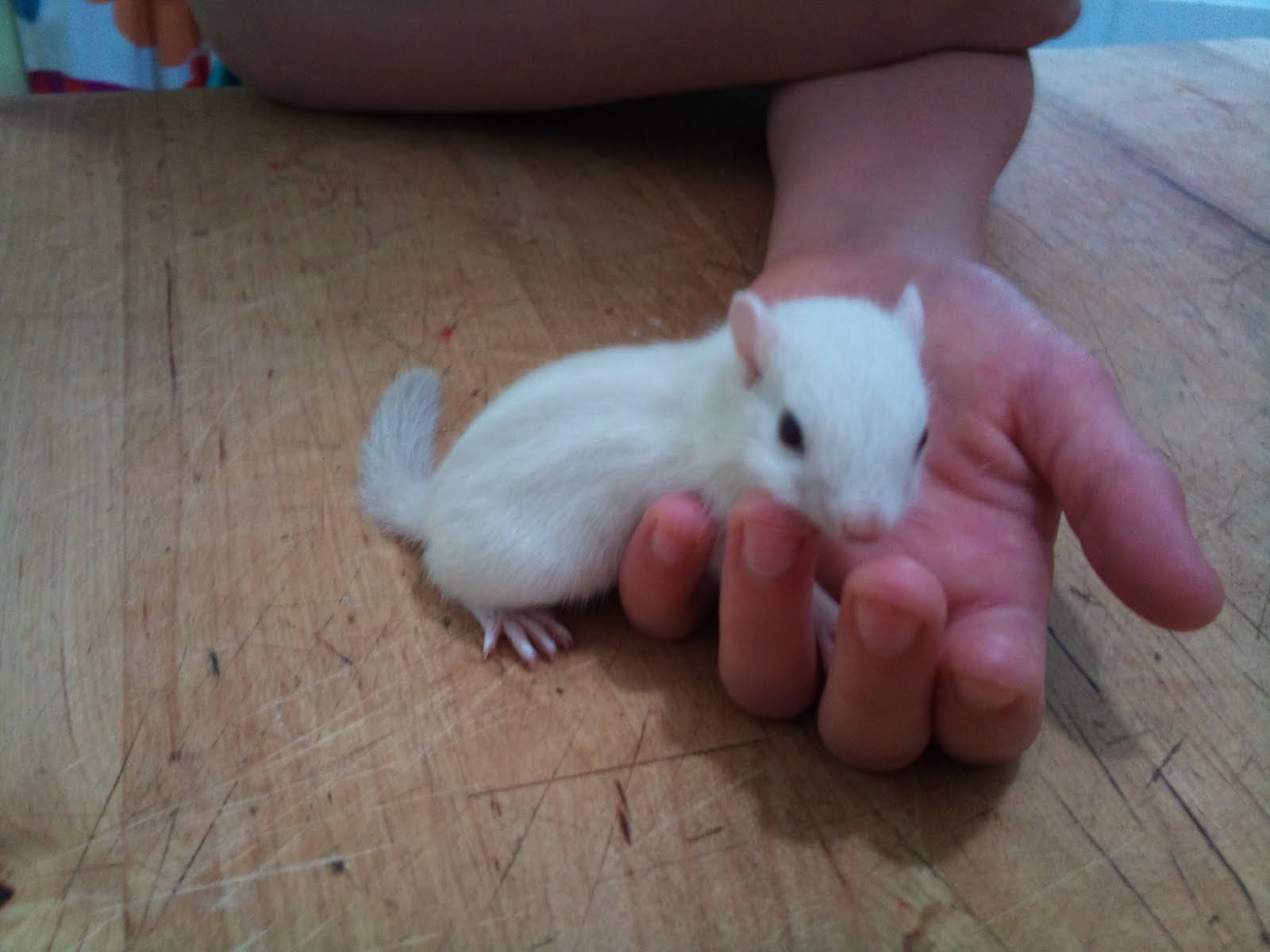 The Chipmunk Wrangler: New chipmunk news!!!