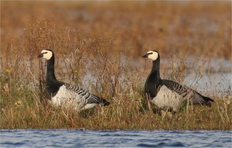 Murfs Wildlife : More Barnacle Geese