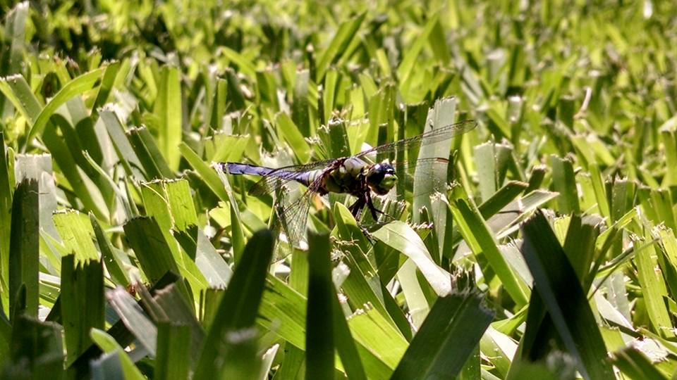 Evening Star Farm: Dragonflies and Honeybees
