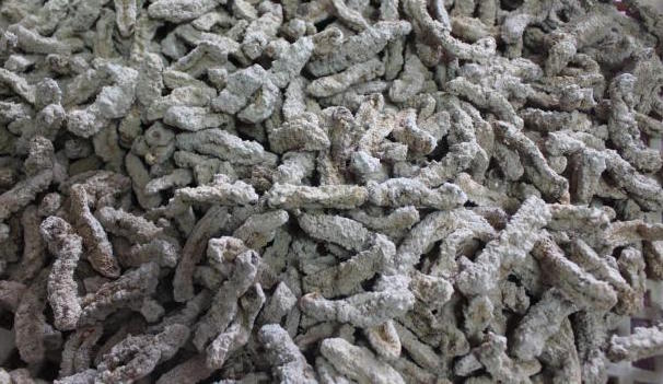 Minyak Gamat Plus Asli Langkawi - Sea Cucumber Medicinal Oil: GAMAT DAN ...