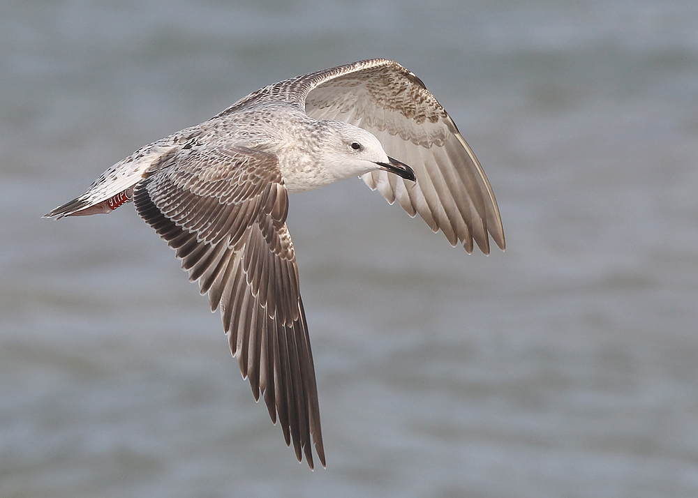 Richard Smith - Birdwatching Days Out: CASPIAN GULL, 1st winter, Red ...