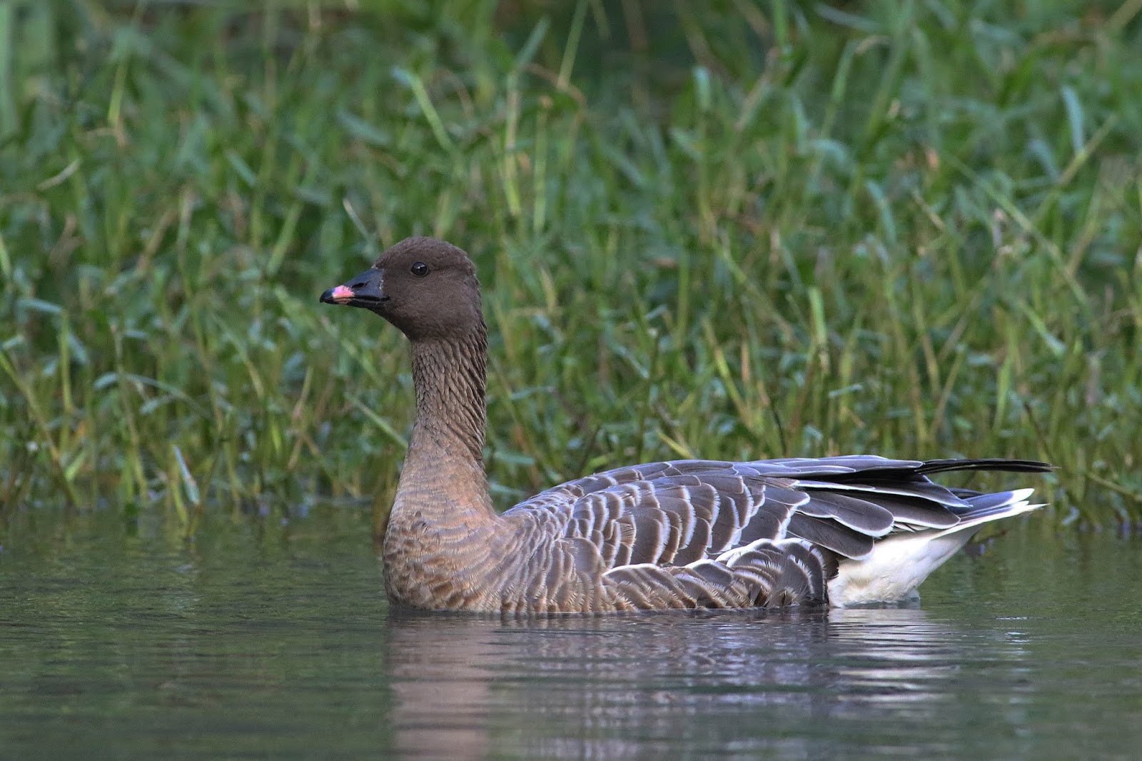 Birding Madeira