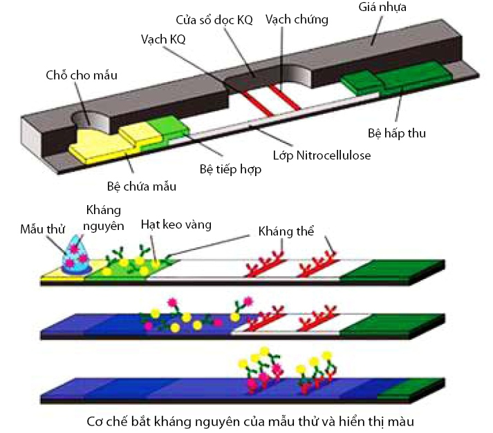 học Y: xét nghiệm miễn dịch