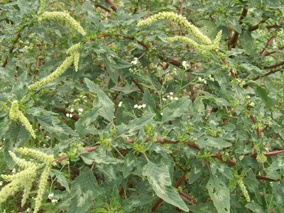 Bayam Duri (Amaranthus spinosus L.) : Jual Herbal Daun Jati Cina