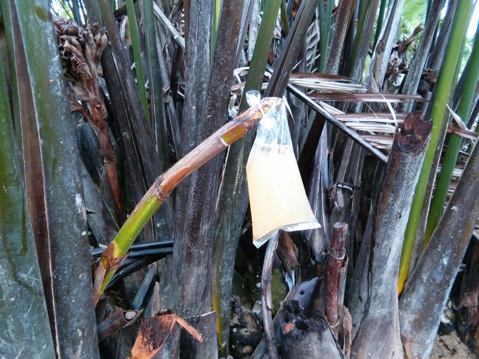 Proses Membuat Nira Nipah