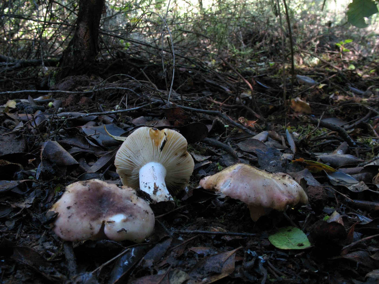 setas y hongos: LETRA R