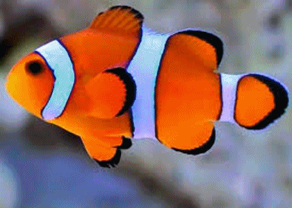 Pugni; de la Fuente; Suhr: Actividad Repaso. Gif animado. german suhr ...