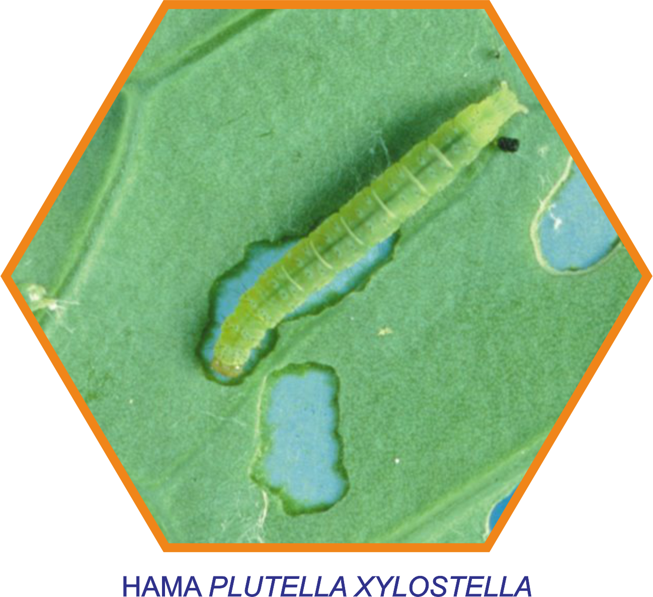 CALEB-TIN 18 EC (INSEKTISIDA)