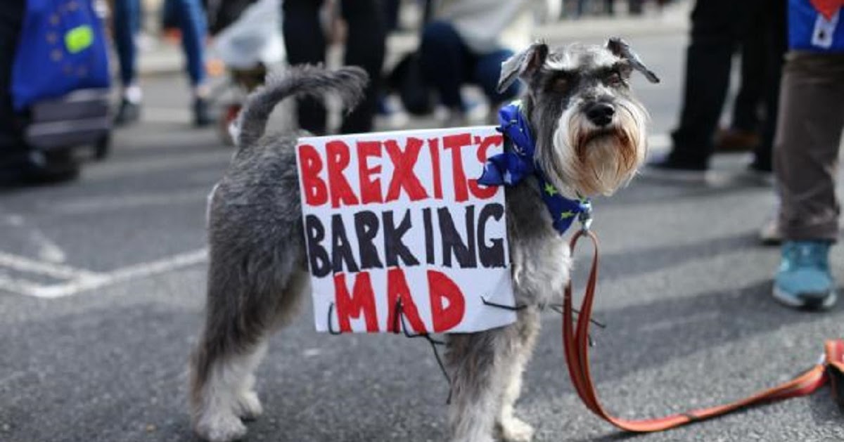 The Impact of Brexit on Dog’s Welfare in the UK - Doglopedix