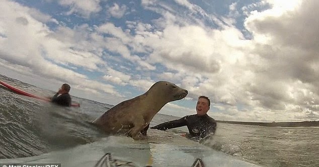 White Wolf : Determined Seal Pup Just Wants To Learn How To Surf (VIDEO)