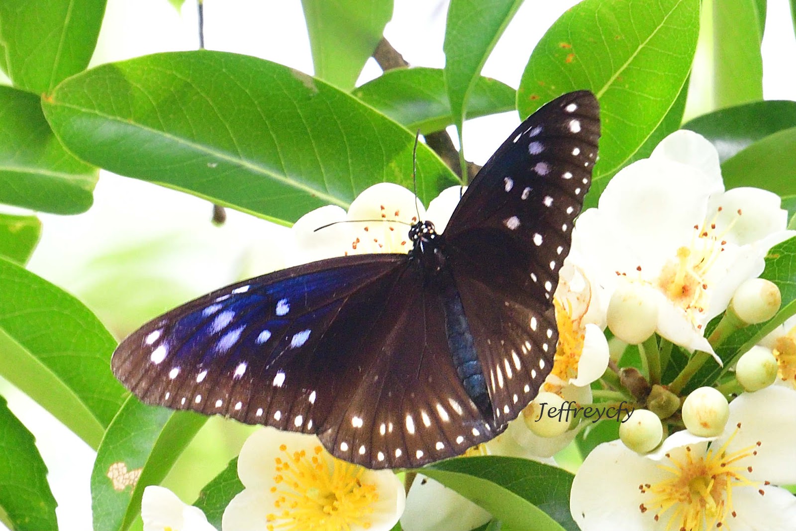 我的生態攝影集: 藍點紫斑蝶, Blue-spotted Crow, Euploea midamus,