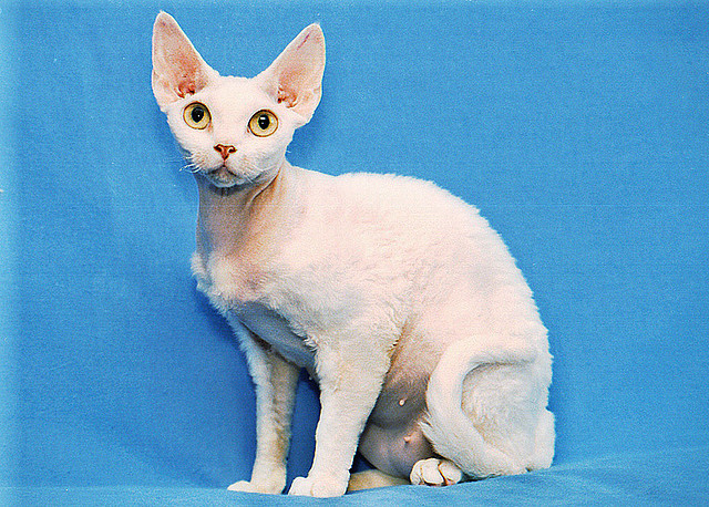 KOCI zakątek: Kot devon rex