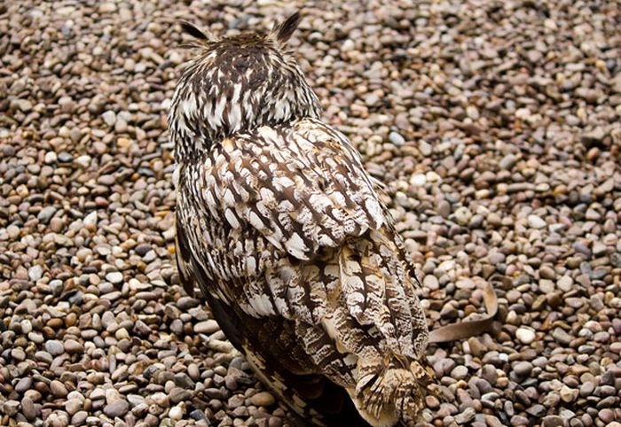 21 Amazing owl camouflage (21 pics) | Amazing Creatures