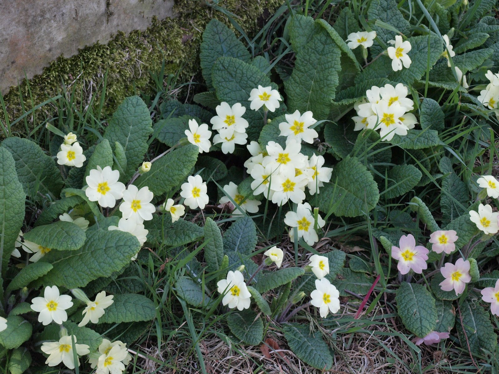 Ragged Robin's Nature Notes: Primrose Weekend at St Patrick's Church ...
