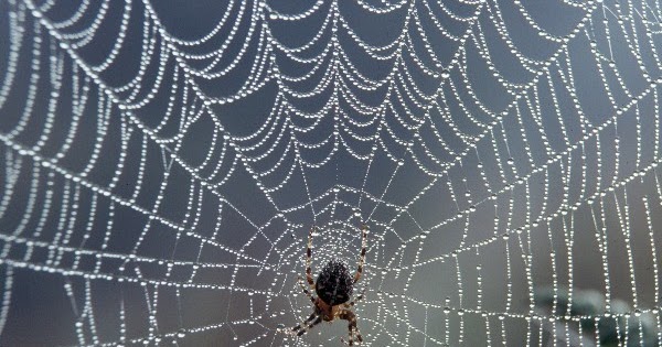 I DUBBI: LA RAGNATELA