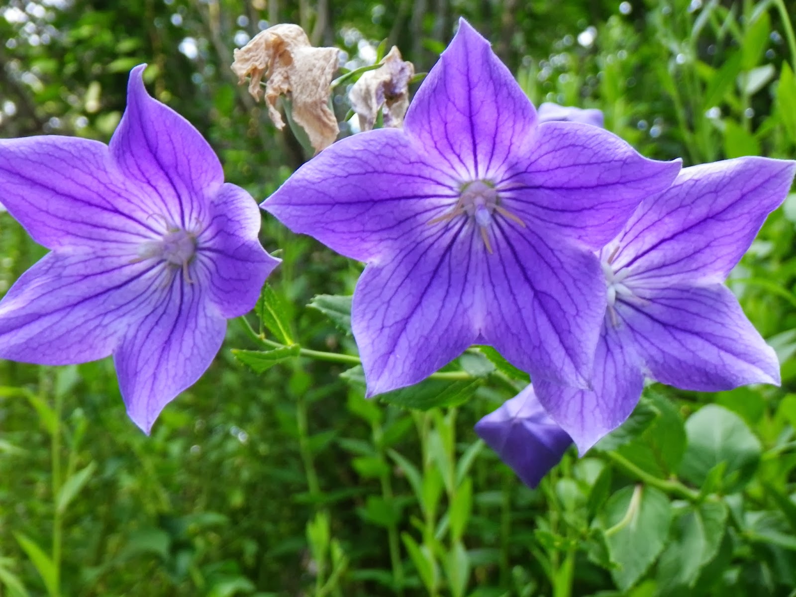 Bunga Cantik: Bunga Lonceng China (Platycodon Grandiflorus)