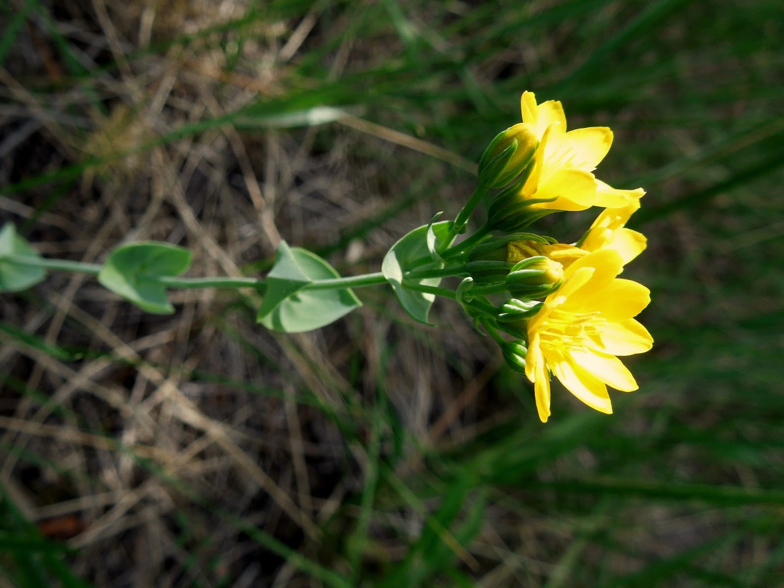 CLORA PERFOLIADA - BOTÀNIC SERRAT