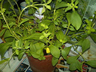 PENGGANTI GULA DITEMUI: SEJARAH POKOK STEVIA