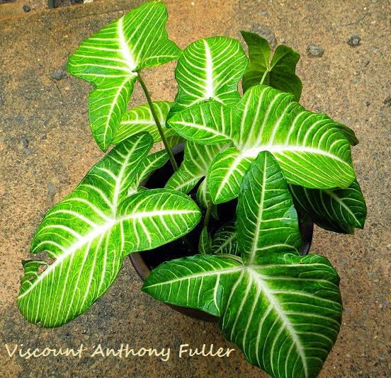 Caladium lindenii ~ PLANTUKIS