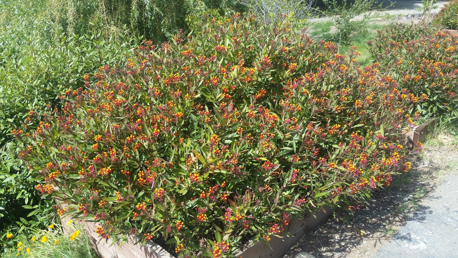 Adventures in Weseland: Tule Ponds