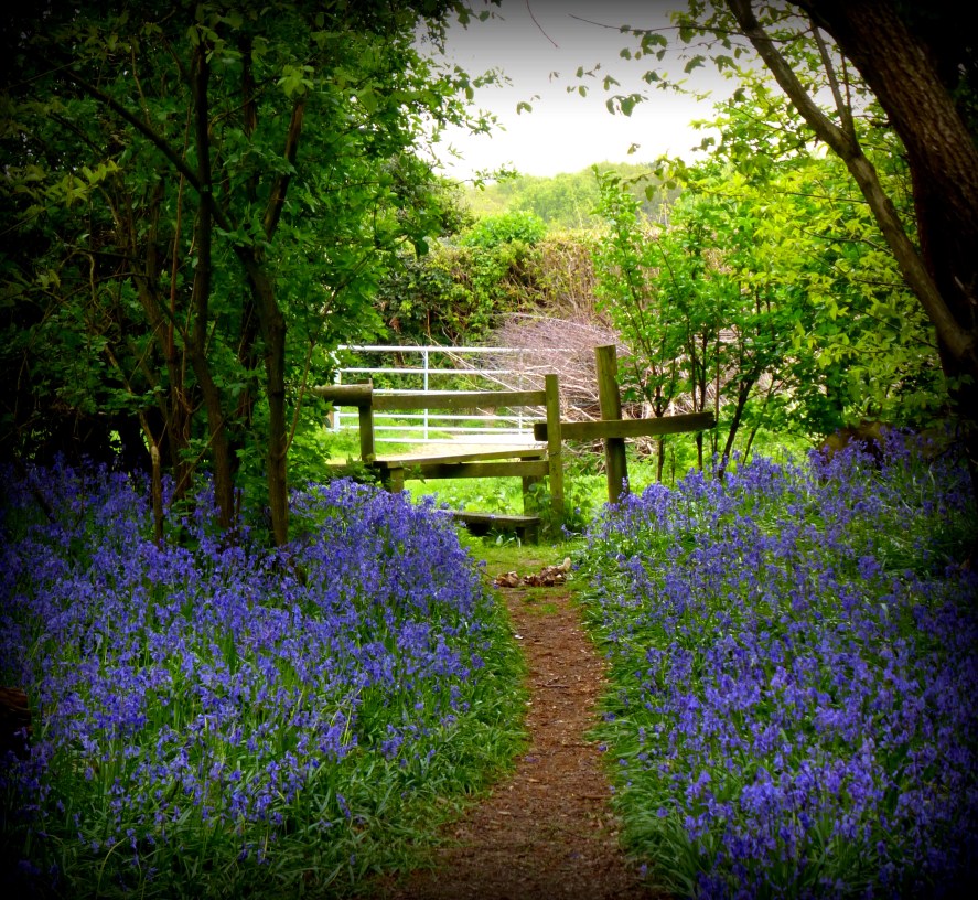 Freshwinds Garden: An English Bluebell Wood