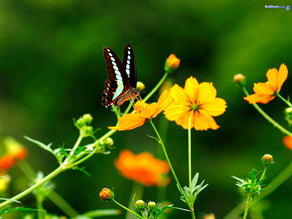 Les Plus Beau Fond Ecran Fleurs | Fond Ecran Pc
