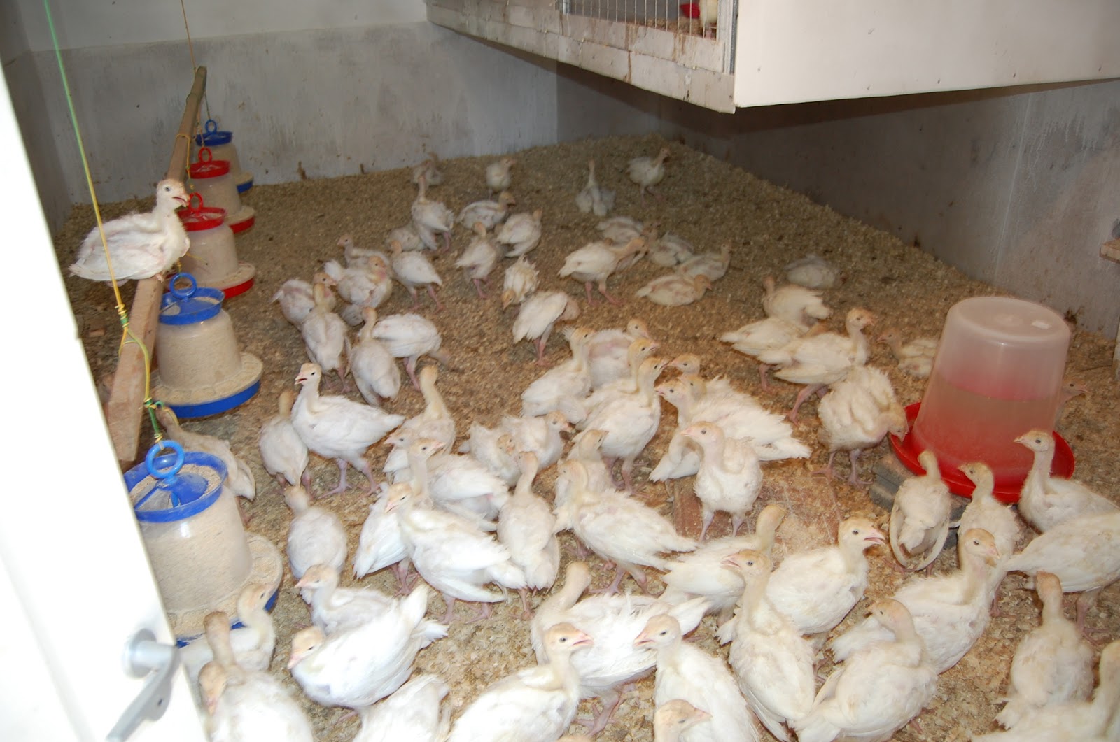 Miniferma de Curcani: Vindem pui de curcani