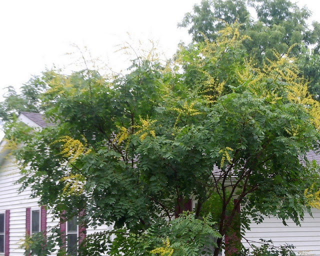 My Old Historic House: A Quest for the Golden Raintree!!!!