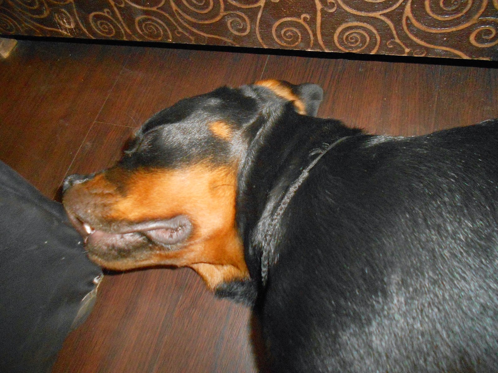 Leo - The Rottweiler: 4 Months Old Rottweiler Puppy