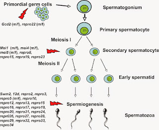 proses oogenesis - wood scribd indo