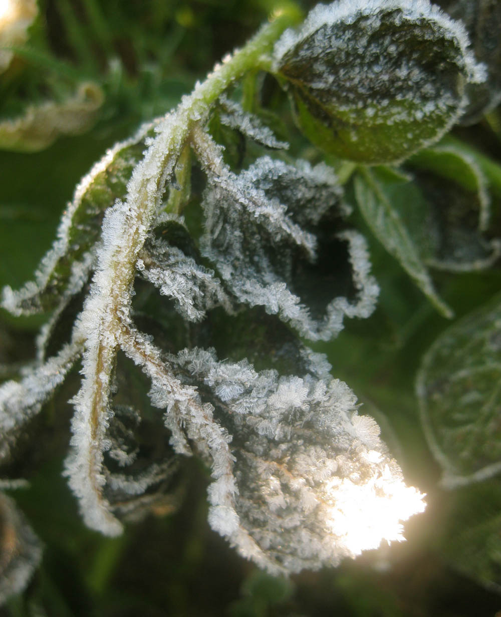 SALJU DIENG - Fenomena Unik Di Dieng Plateau - Dieng Indonesia