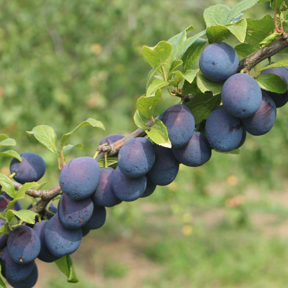 Damson - Fruits And Vegetables