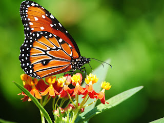 :: Sistema di Valorizzazione della tua Giovinezza ::: La storia della ...