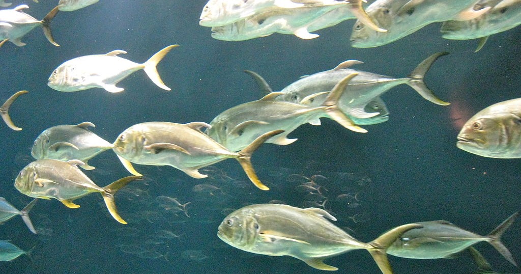 Peixe Xaréu | Caranx hippos ~ Klima Naturali™