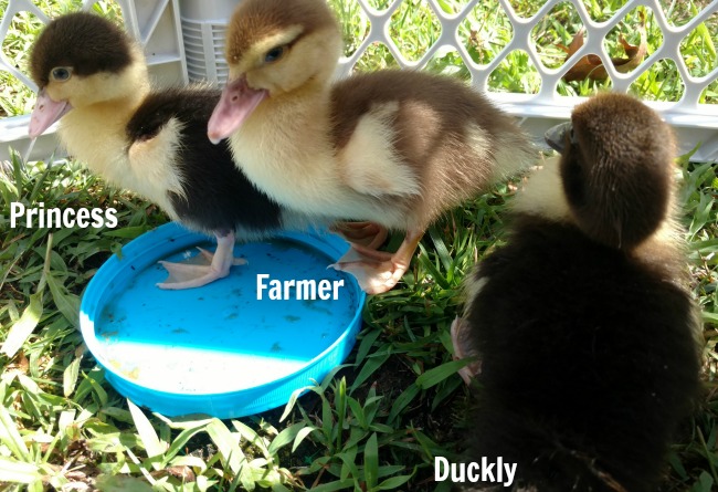 Our EcoFriendly Duckling Brooder Setup - DIY Danielle®