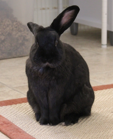 Tales from The Raspberry Rabbits: Happy Friday and Madness Winners!