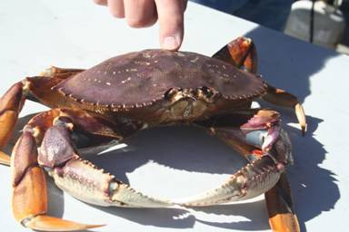 Extraordinary Dreams of an Ireland Traveler by Mamie: Kinsale Ireland ...