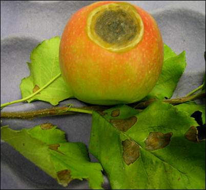 Tree Fruit Disease Update: Glomerella leaf spot- New to Frederick County
