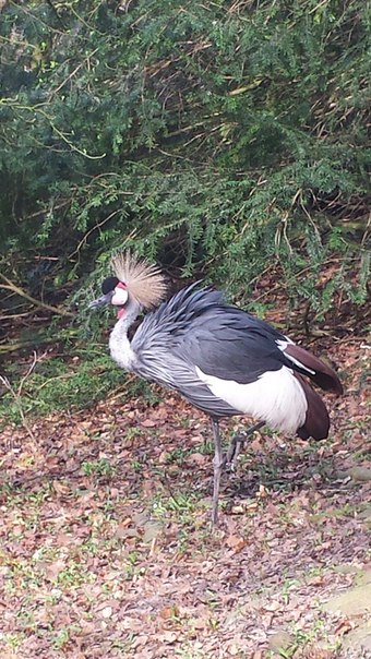 Particolarmente urgentissimo!: Uccello Padulo