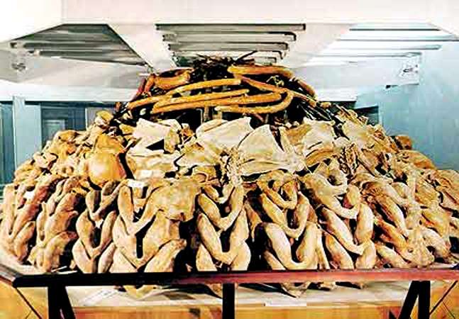 Palaeos, la historia de la Vida en la Tierra: mayo 2011