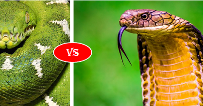 Compare King Cobra vs. Green Anaconda fight, who will win?