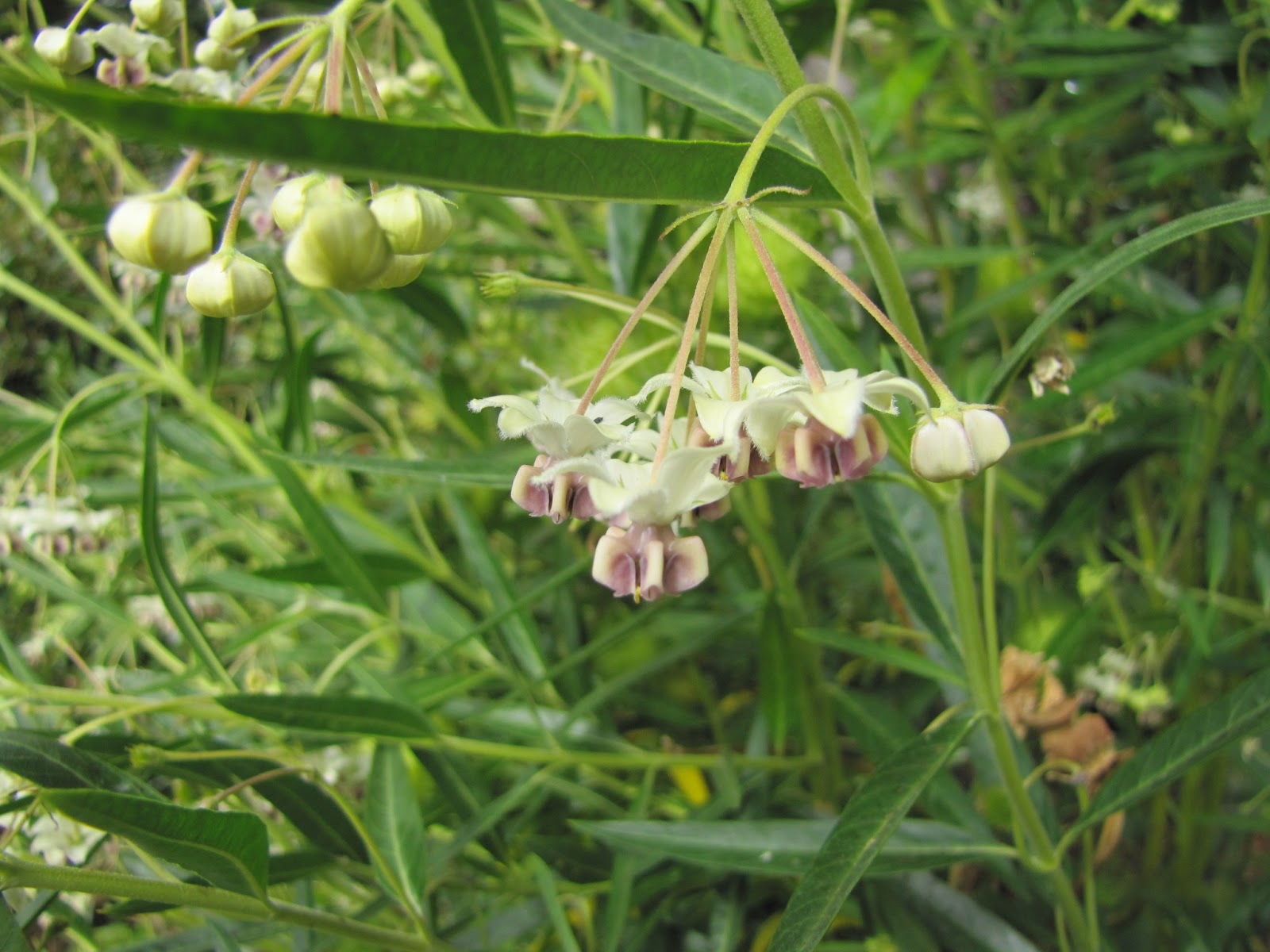 photographing New Zealand: swan plant blossoms