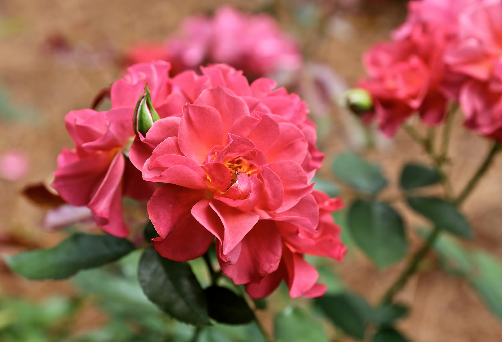 Sweet Southern Days: Maclay Gardens Annual Tour of Gardens