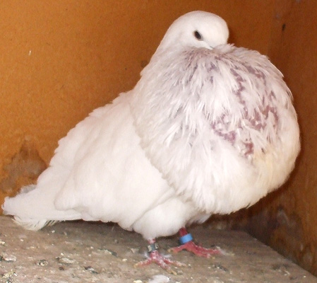 Marchenero Pouter | BD PIGEONS